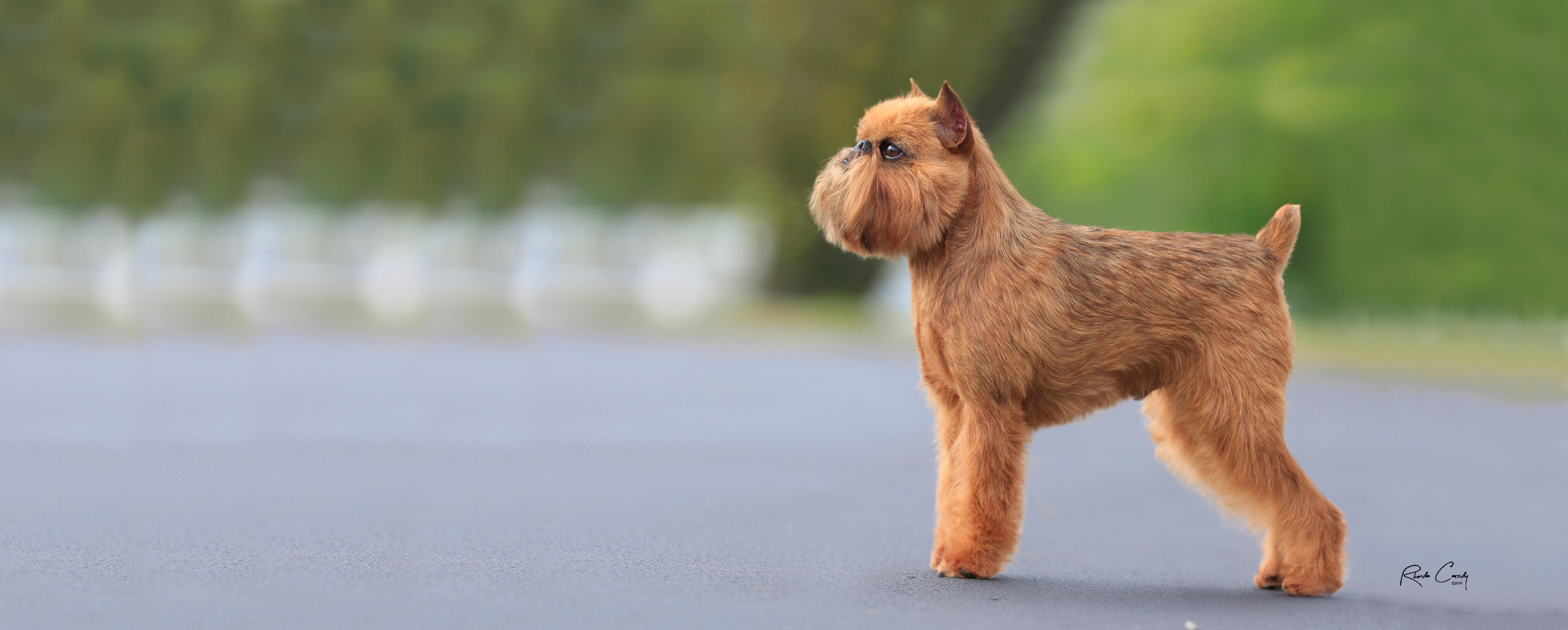 American Brussels Griffon Association - American Brussels Griffon ...