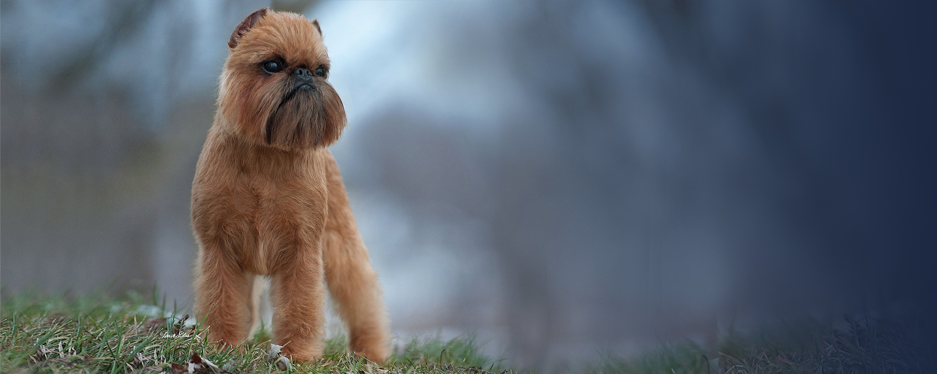 American Brussels Griffon Association – AKC Parent Club for the ...