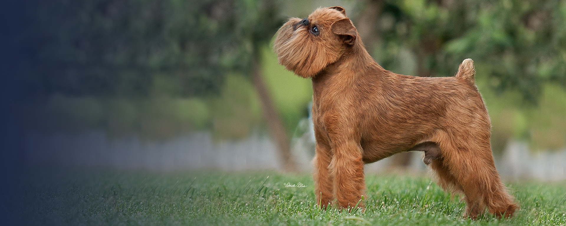 American Brussels Griffon Association – AKC Parent Club for the ...